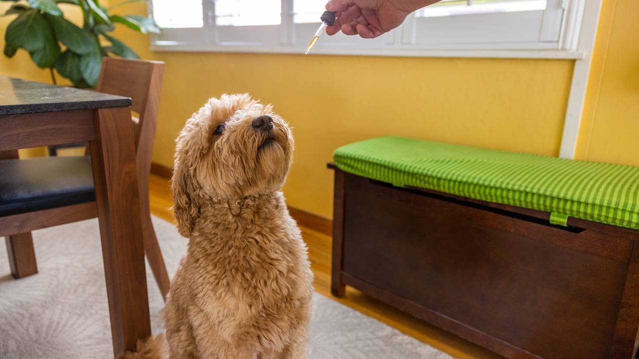 Exploring Minor Cannabinoids: Unlocking Therapeutic Potential for Dogs