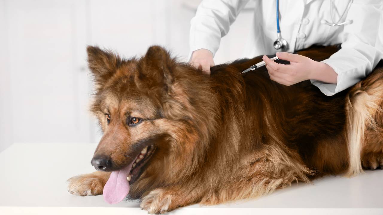 Understanding Dog Behavior Changes After Vaccination