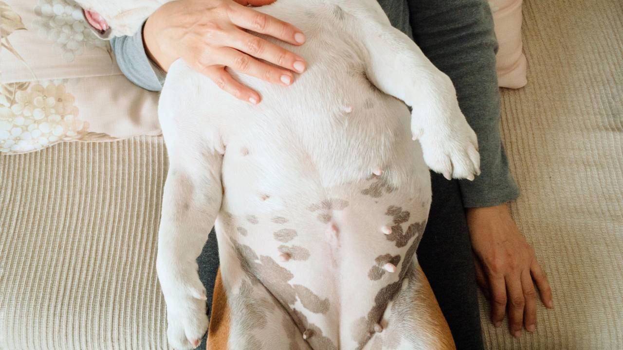 The Signs of Stomach Cancer in Dogs