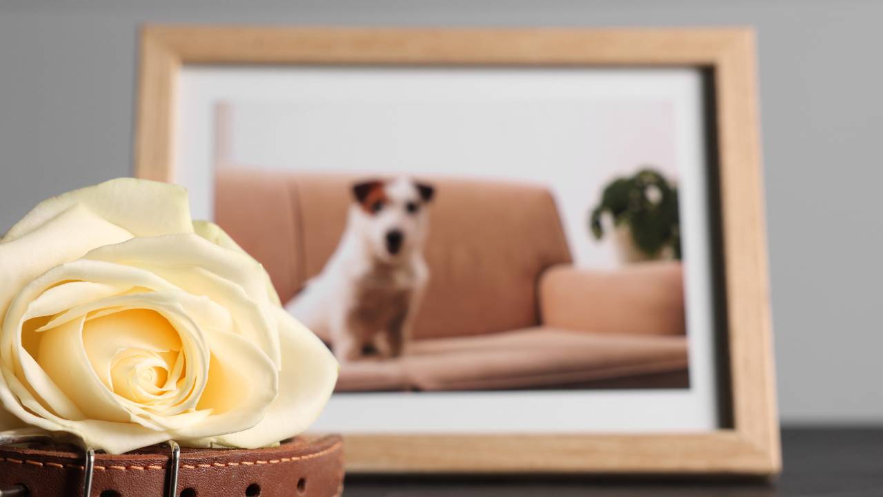 Become a Pet Grief Counselor