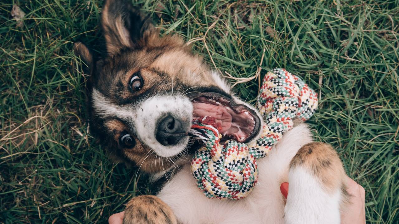 Sensory Toys for Blind and Deaf Dogs