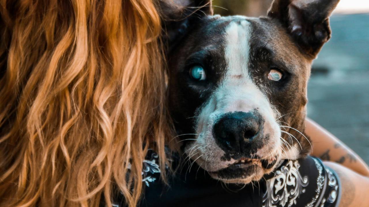 Understanding Blindness in Dogs: Signs, Causes, and How to Help