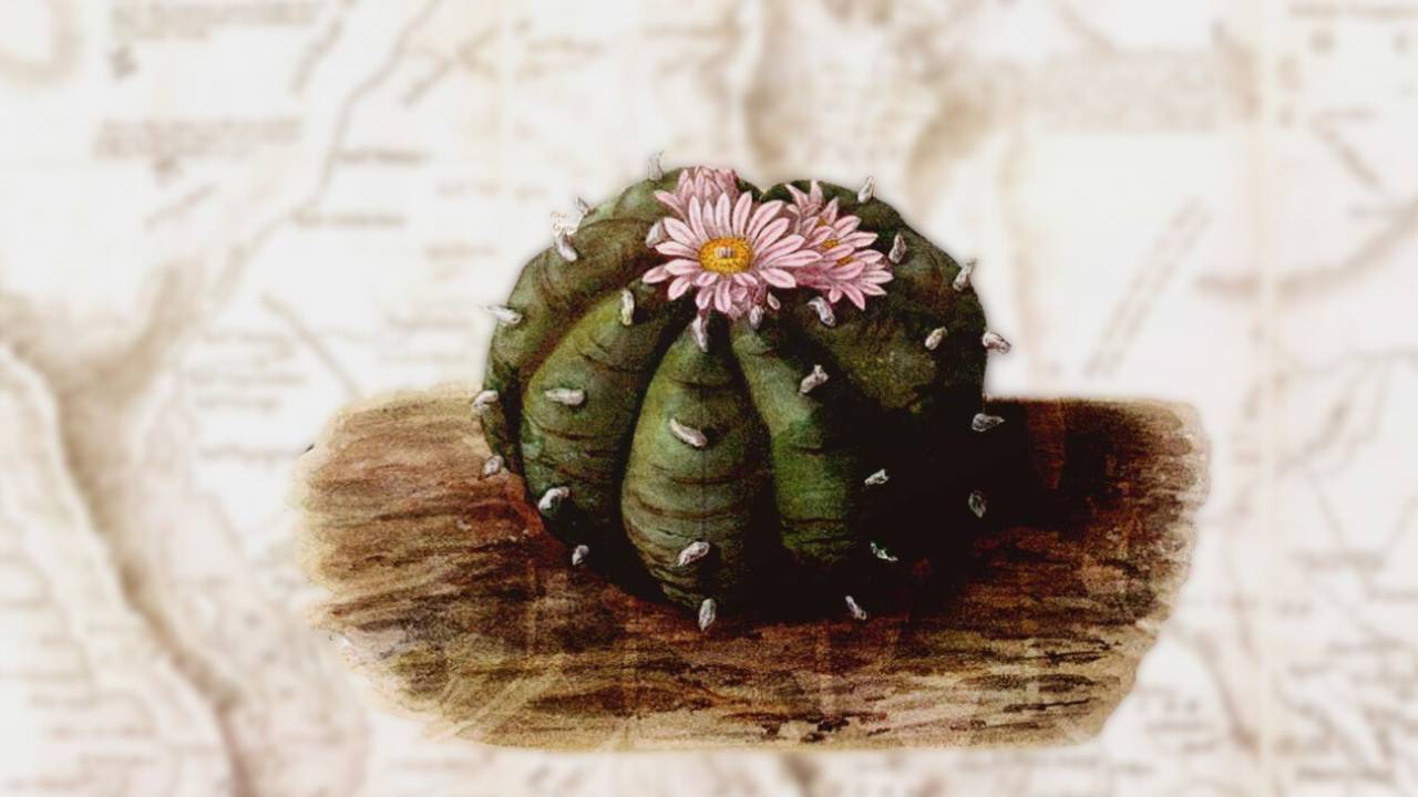 Peyote: The Psychedelic Cults of Ancient America