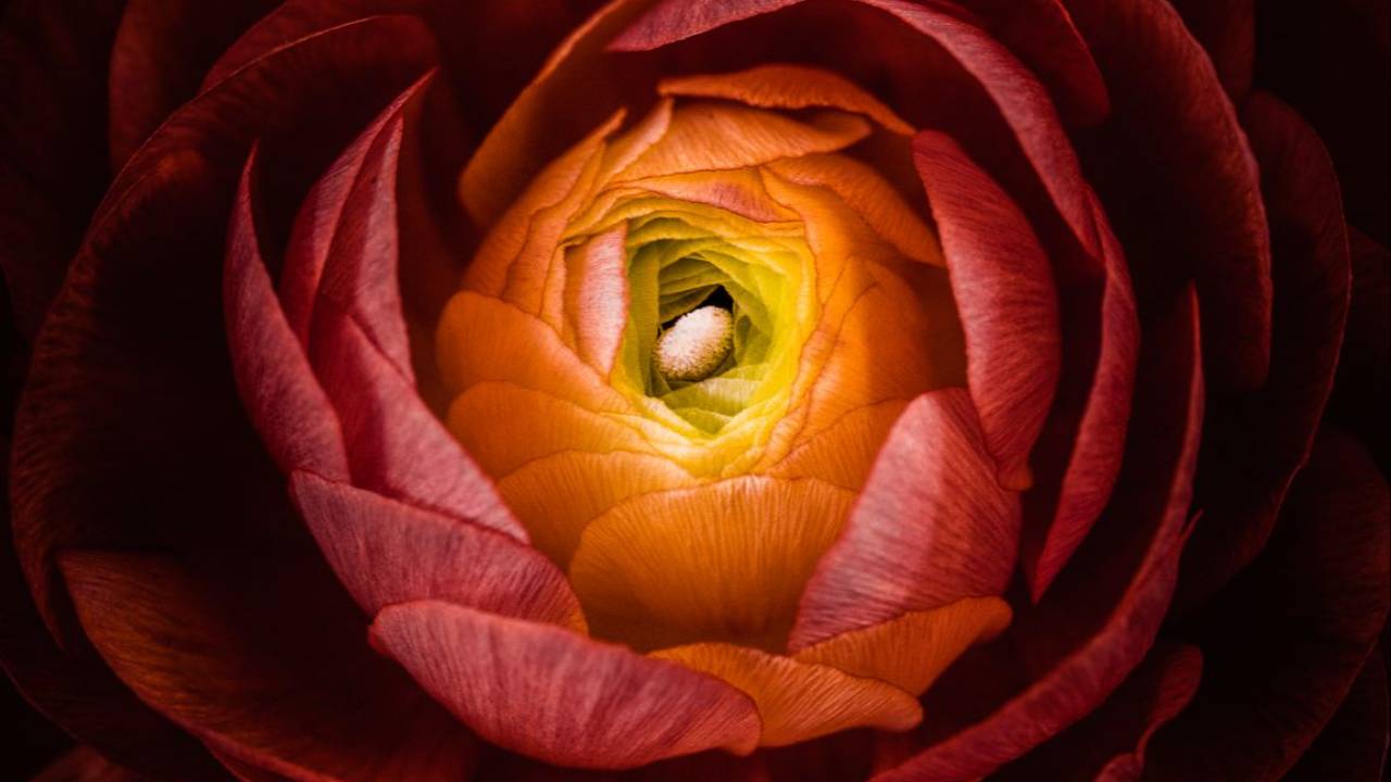 Workshops, Retreats and Healing