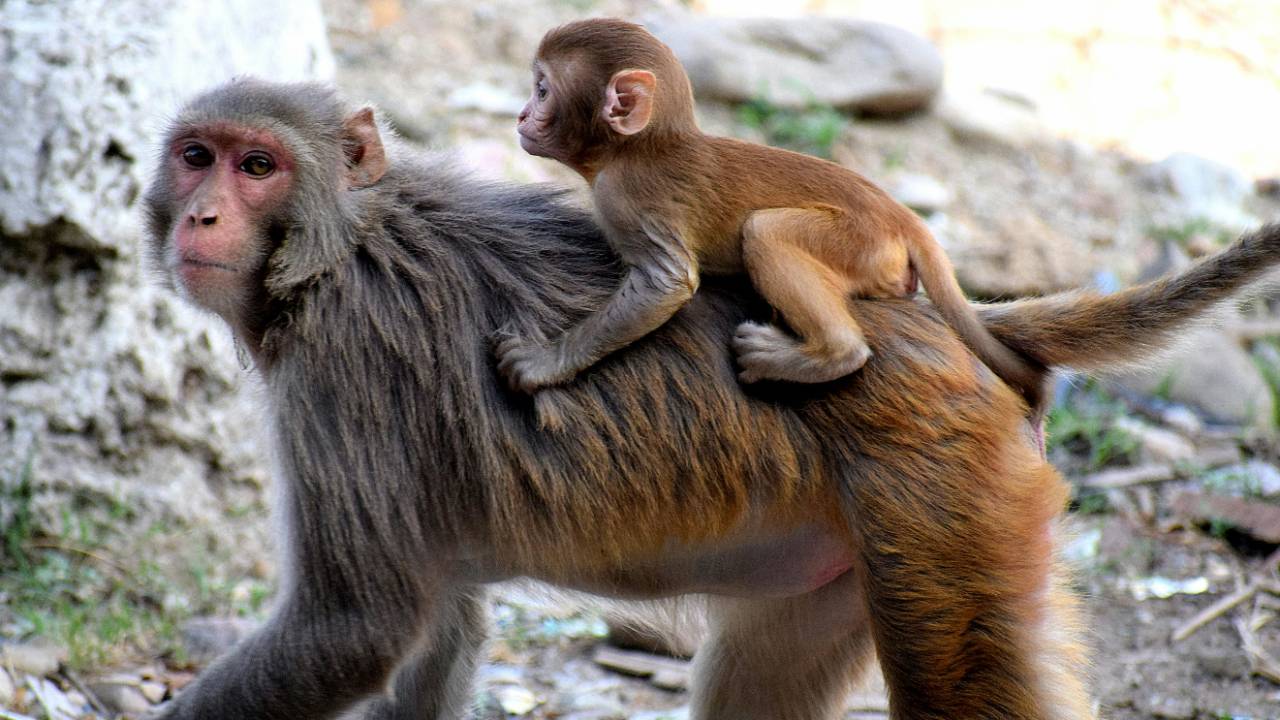Delegate the Monkeys