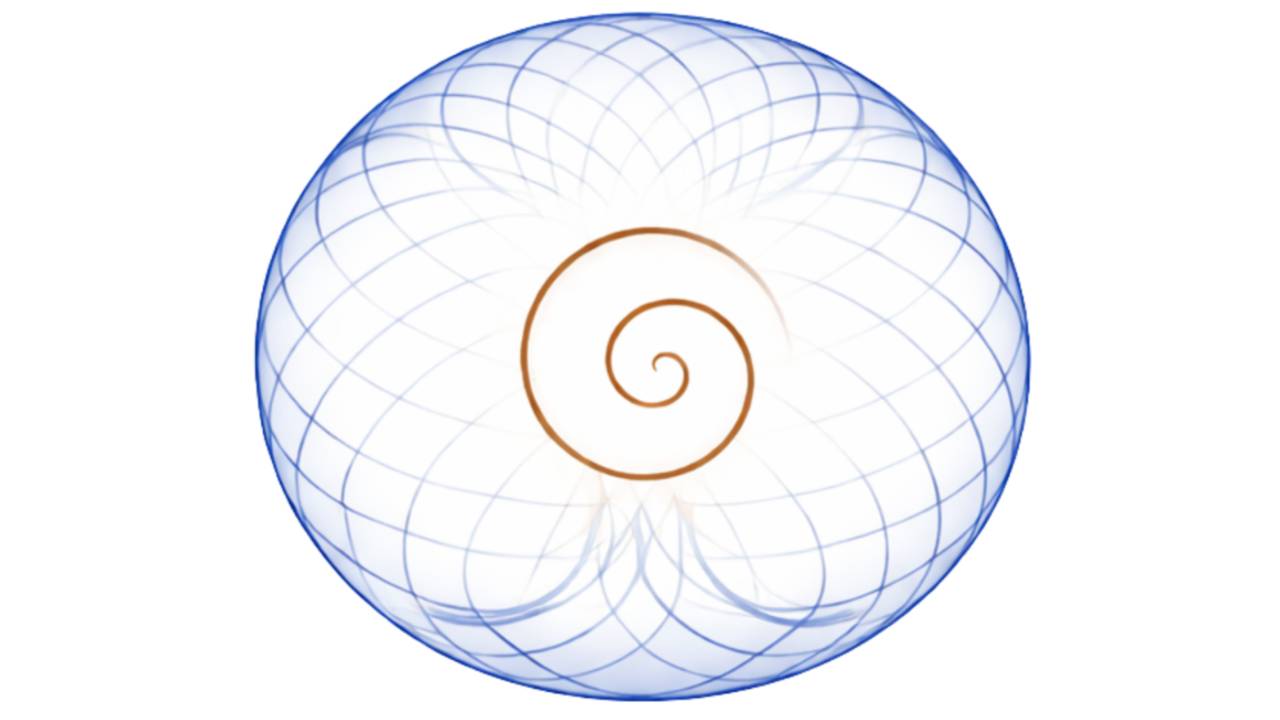 Spiral Back Whole