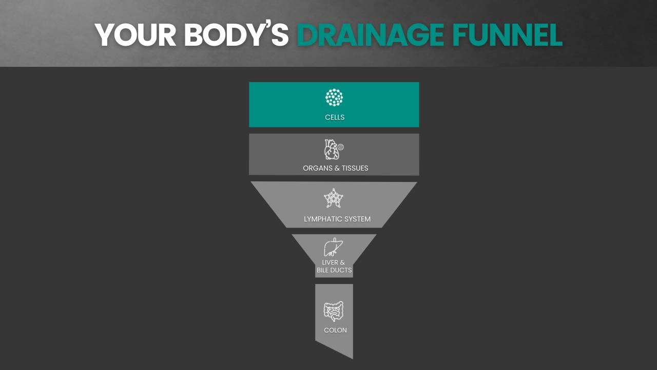Unlock Detox: Drainage Funnel Explained | APEX Health