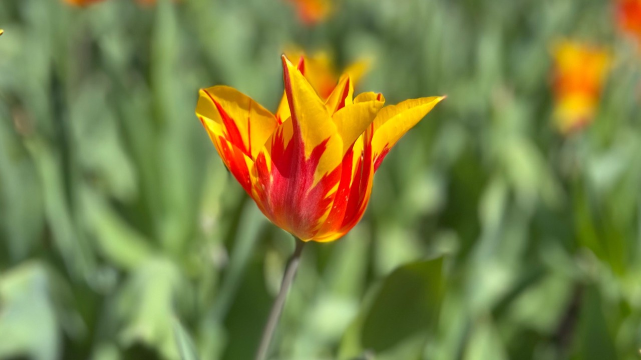 Healing Perspectives Grief And Ifs Coaching