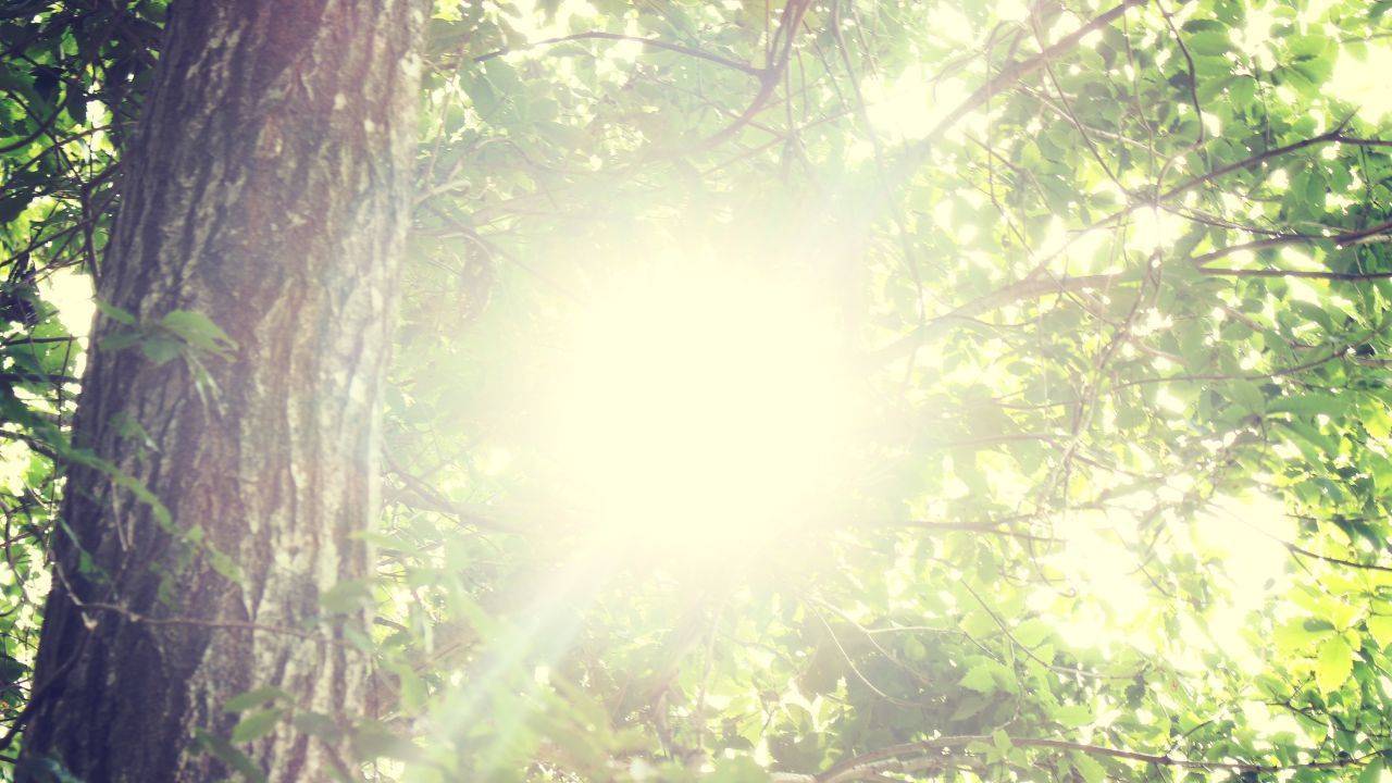 Quantum Biology of Light