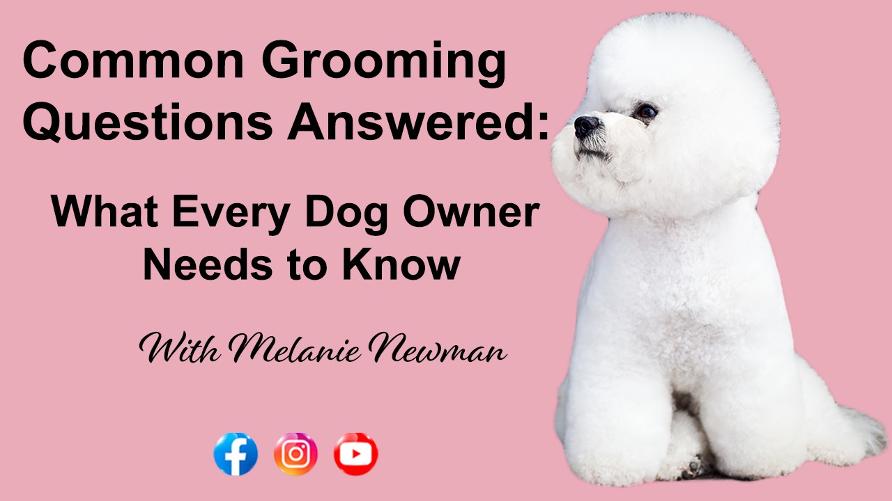 Common Grooming Questions Answered: What Every Dog Owner Needs to Know