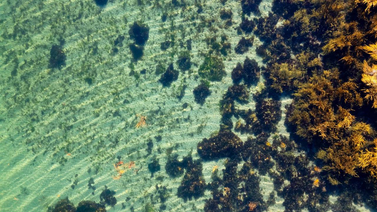 Scallop Farming and the Environment: Water Quality, Blue Carbon ...