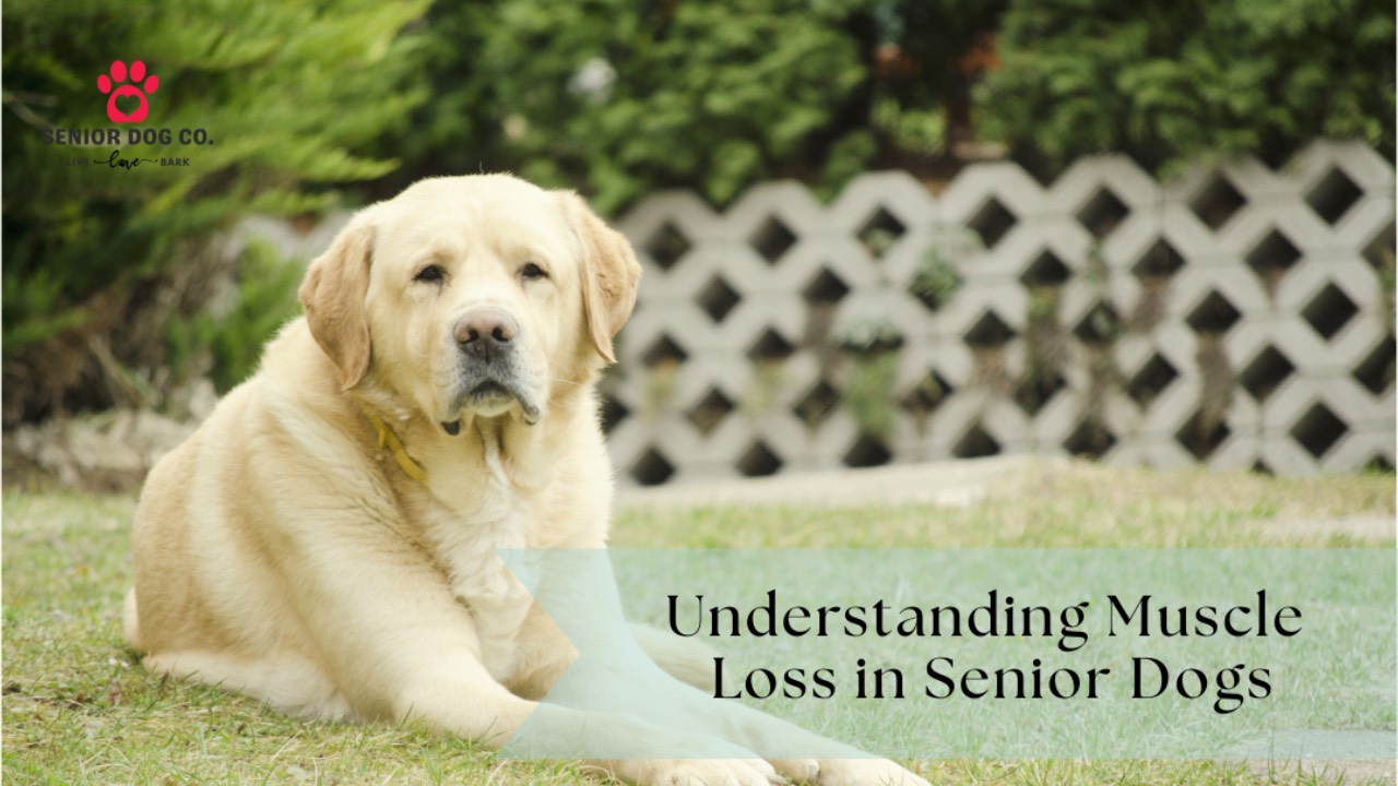 Muscle Loss in Senior Dogs: Signs, Causes & How to Help at Home