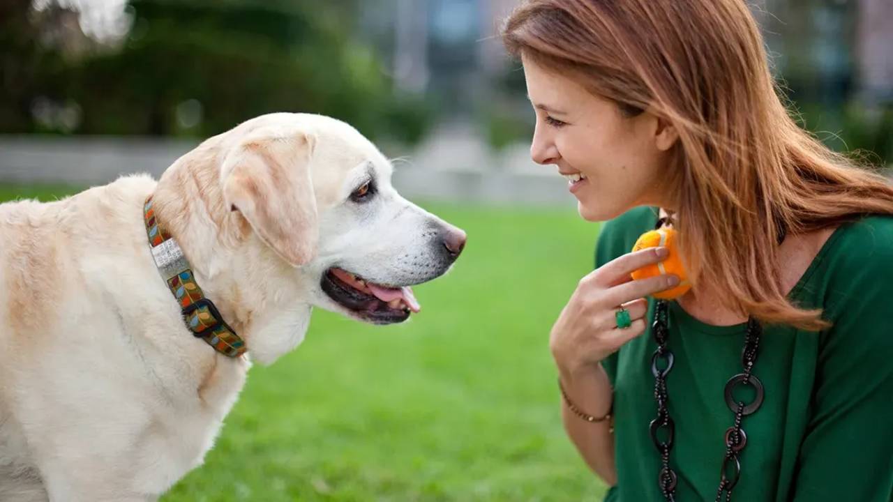 The Safe Dog Online Training