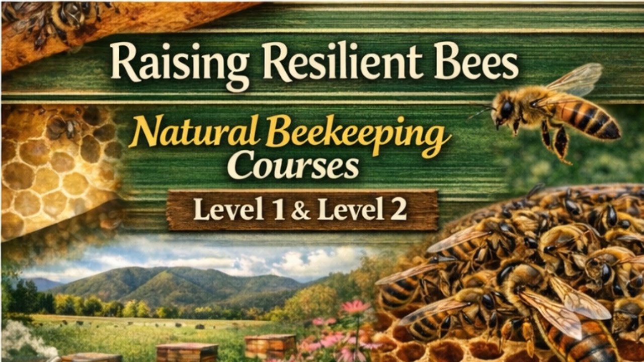 Raising Resilient Bees | Natural Beekeeping Course: Level 1 & 2