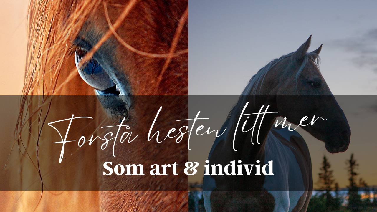 FORSTÅ HESTEN LITT BEDRE - Som art & individ | DNT medlemsfordel