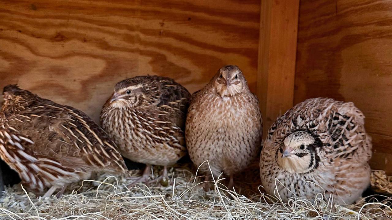Why Raise Quail | Cotton River Farm