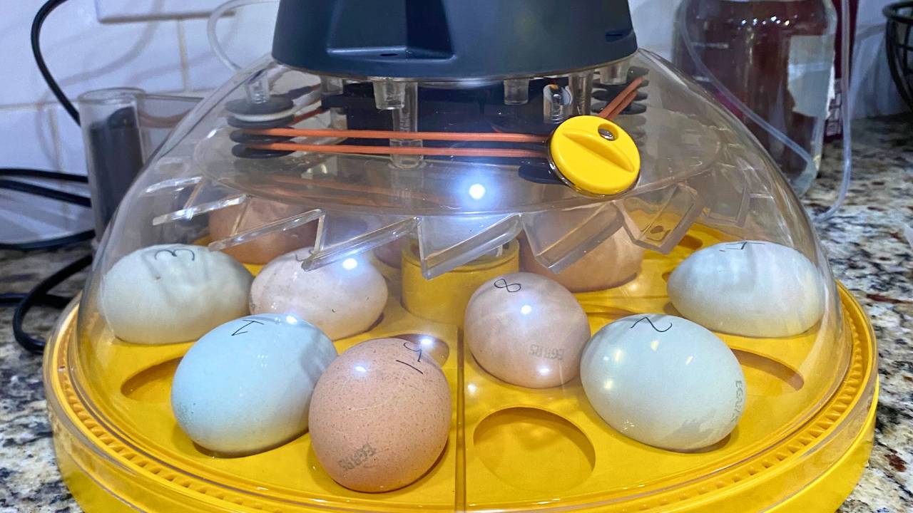 How To Incubate Chicken Eggs At Home (Beginner-Friendly Guide)