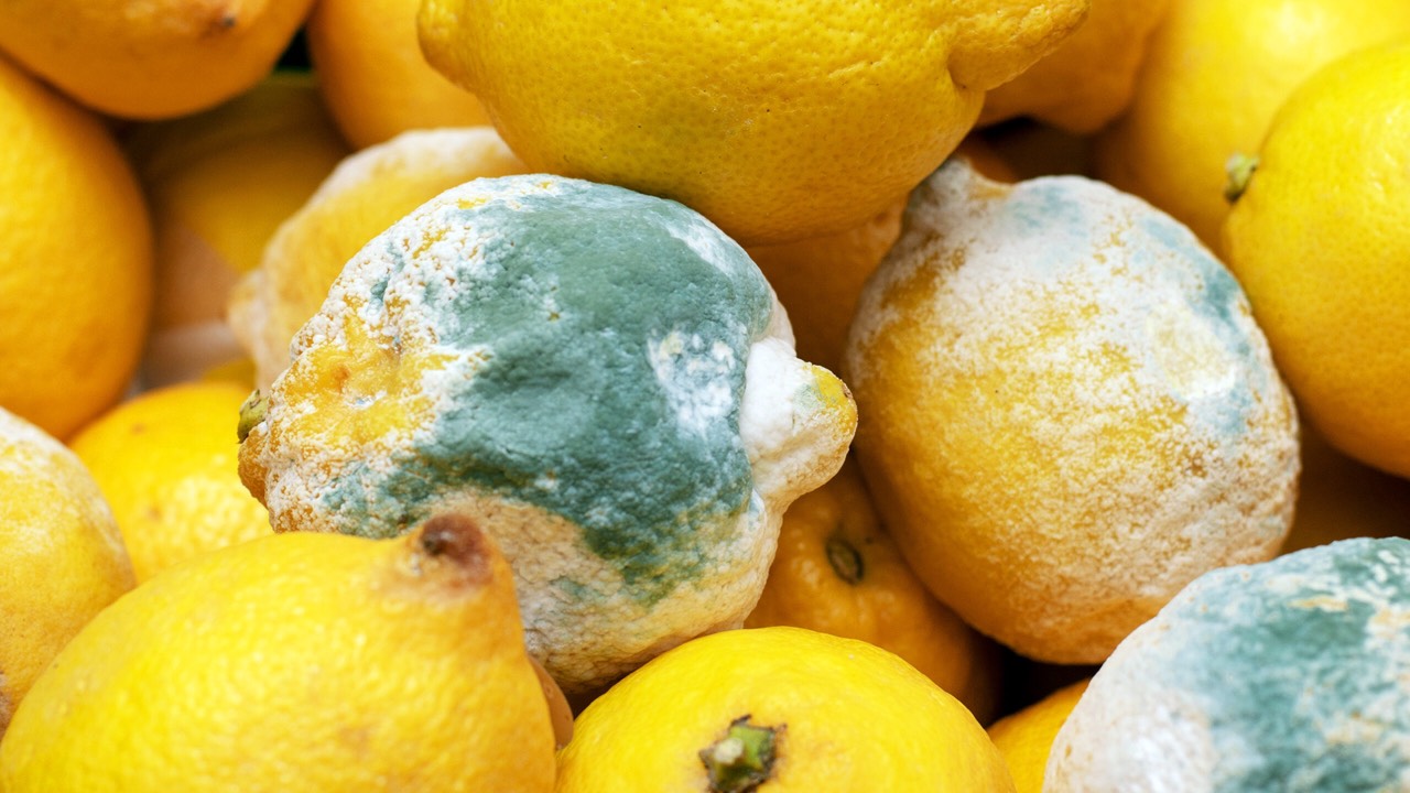 Citric Acid for Kidney Stones: What You Need to Know