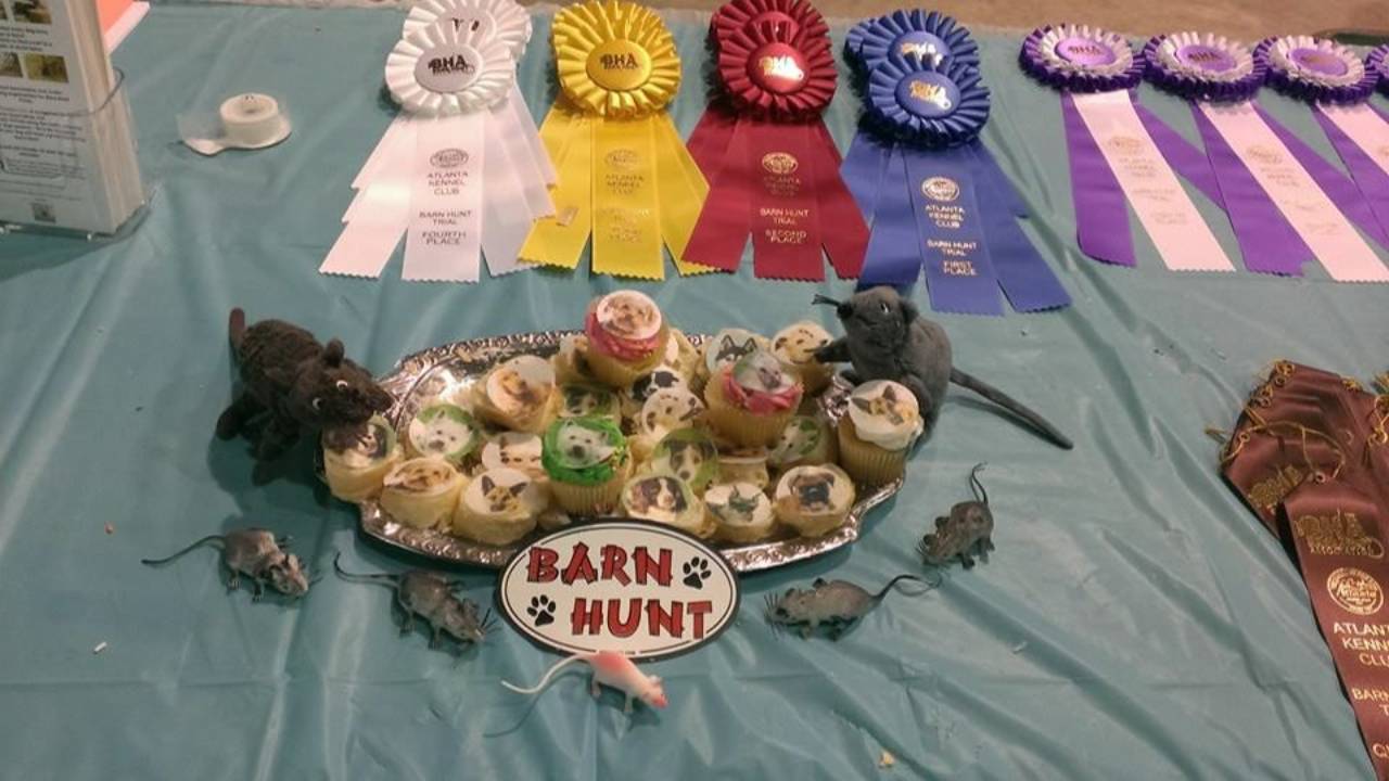Barn Hunt: Atlanta Kennel Club & Chattahoochee Weimaraner Club