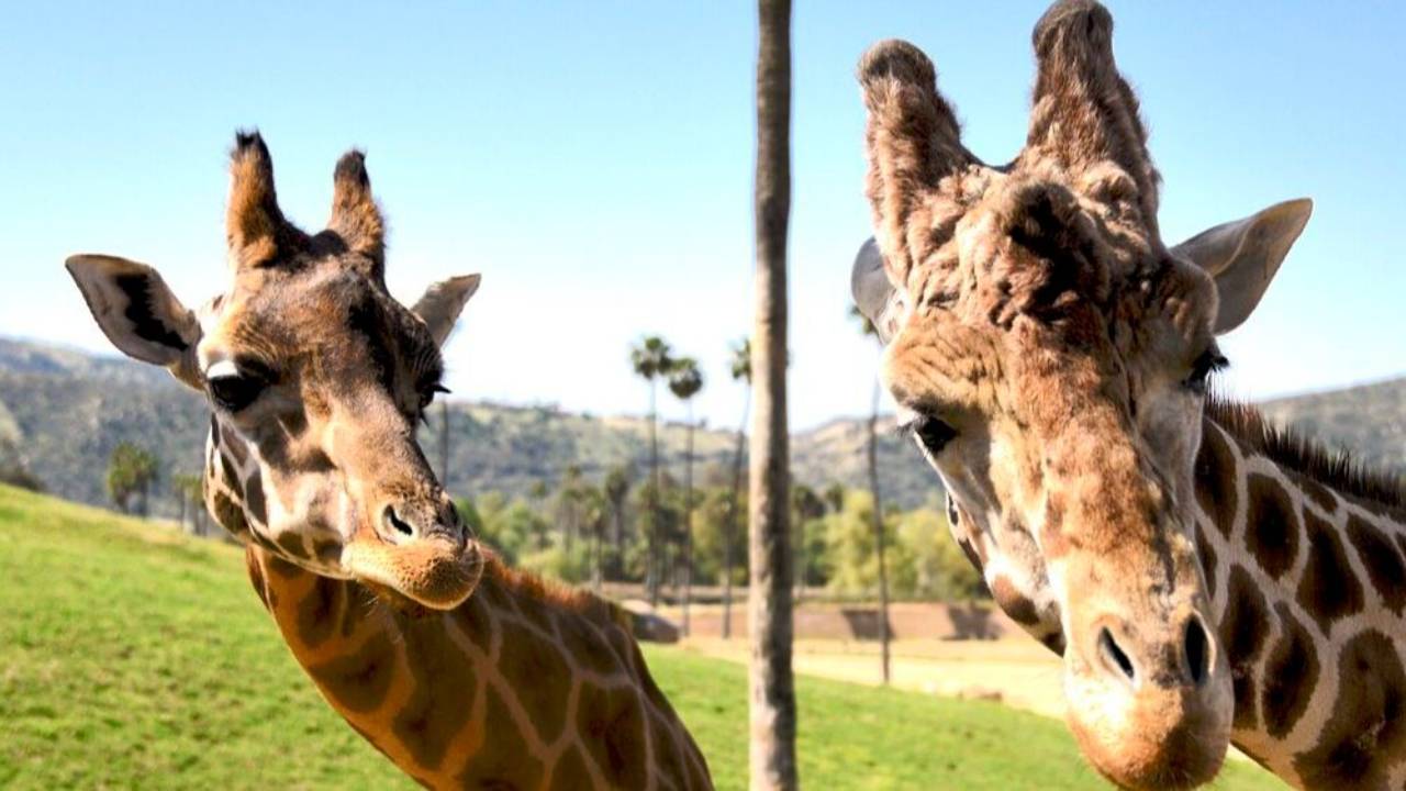 Knowing Your Inner Truth Teller