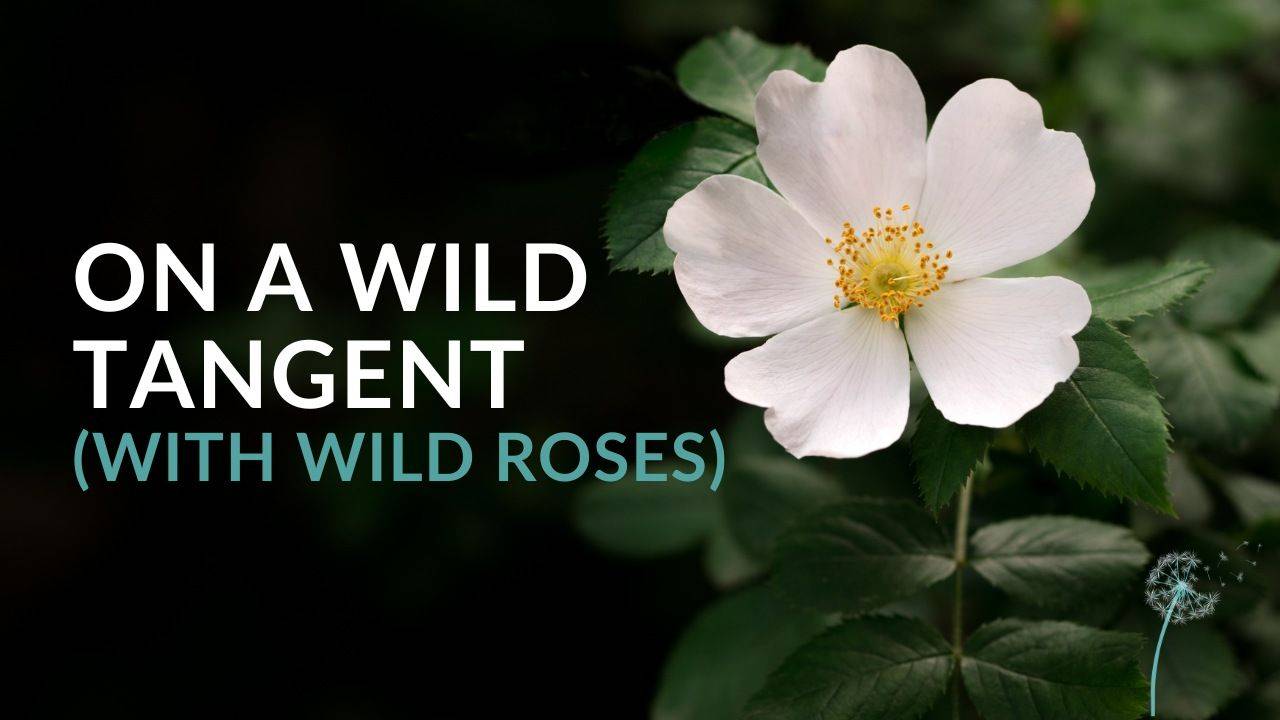 On a Wild Tangent (with Wild Roses)