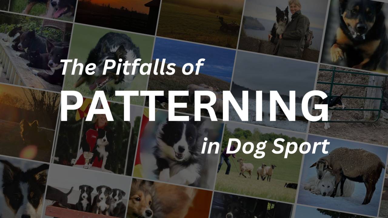 Avoid Patterning Pitfalls in Dog Sport