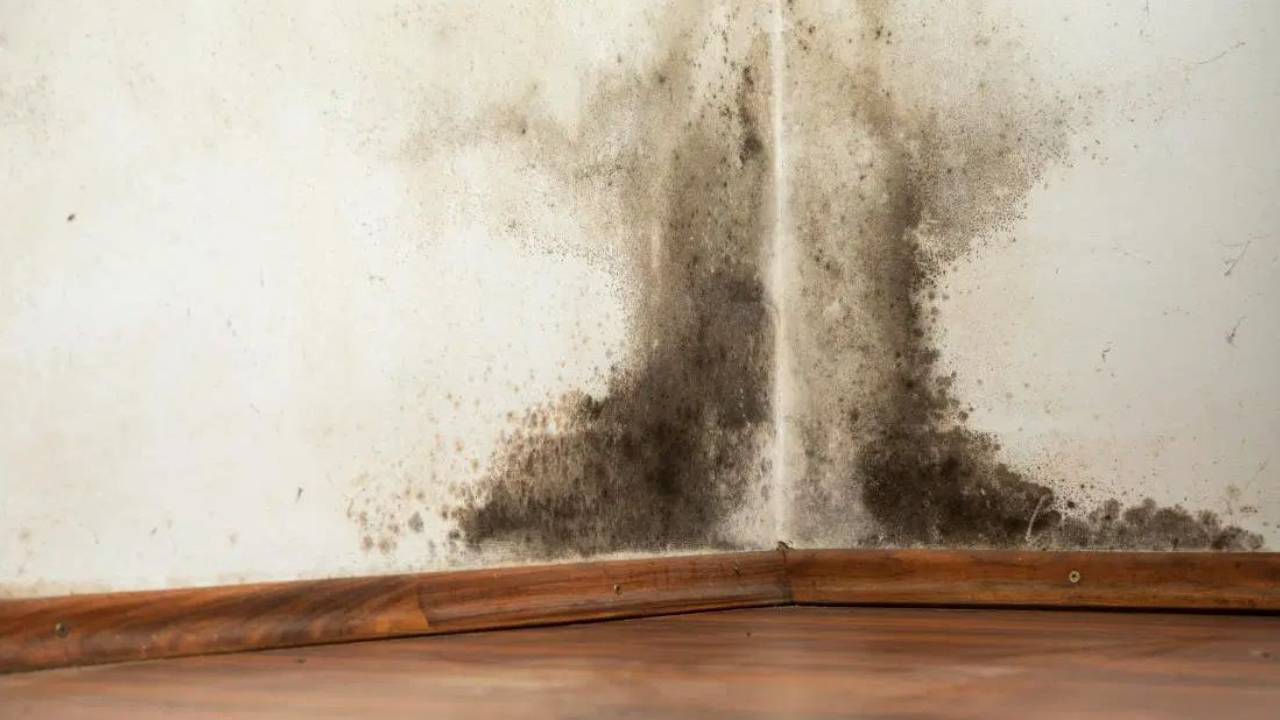 Hidden mold in your house causes these symptoms!