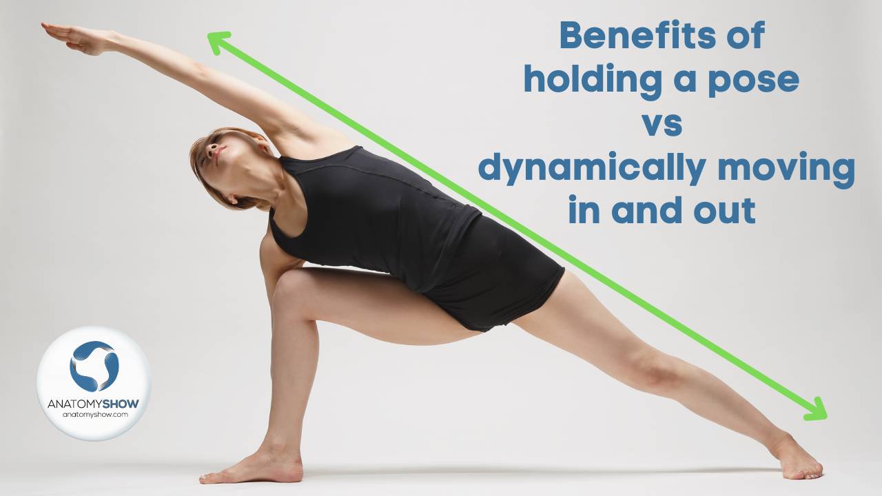 Benefits of holding a pose vs dynamicaly moving in and out