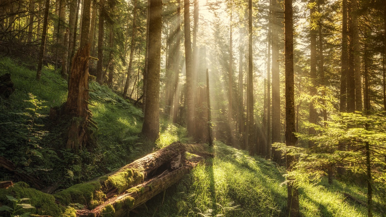 Rewilded Wellness: 7 Pillars for Thriving Human Health