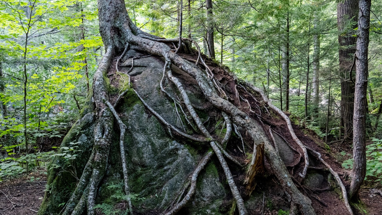 How Your Body Adapts to Stress: Understanding the Impact