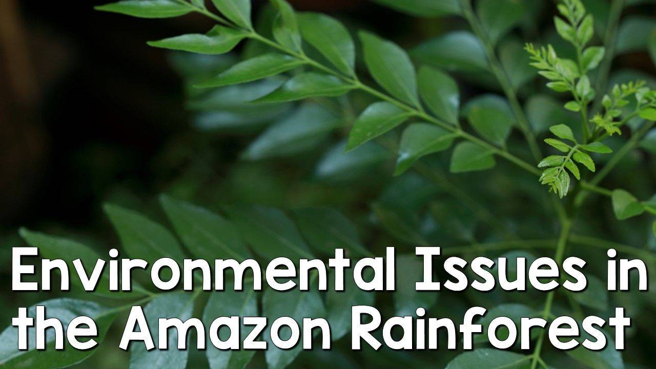 Environmental Issues in the Amazon Rainforest