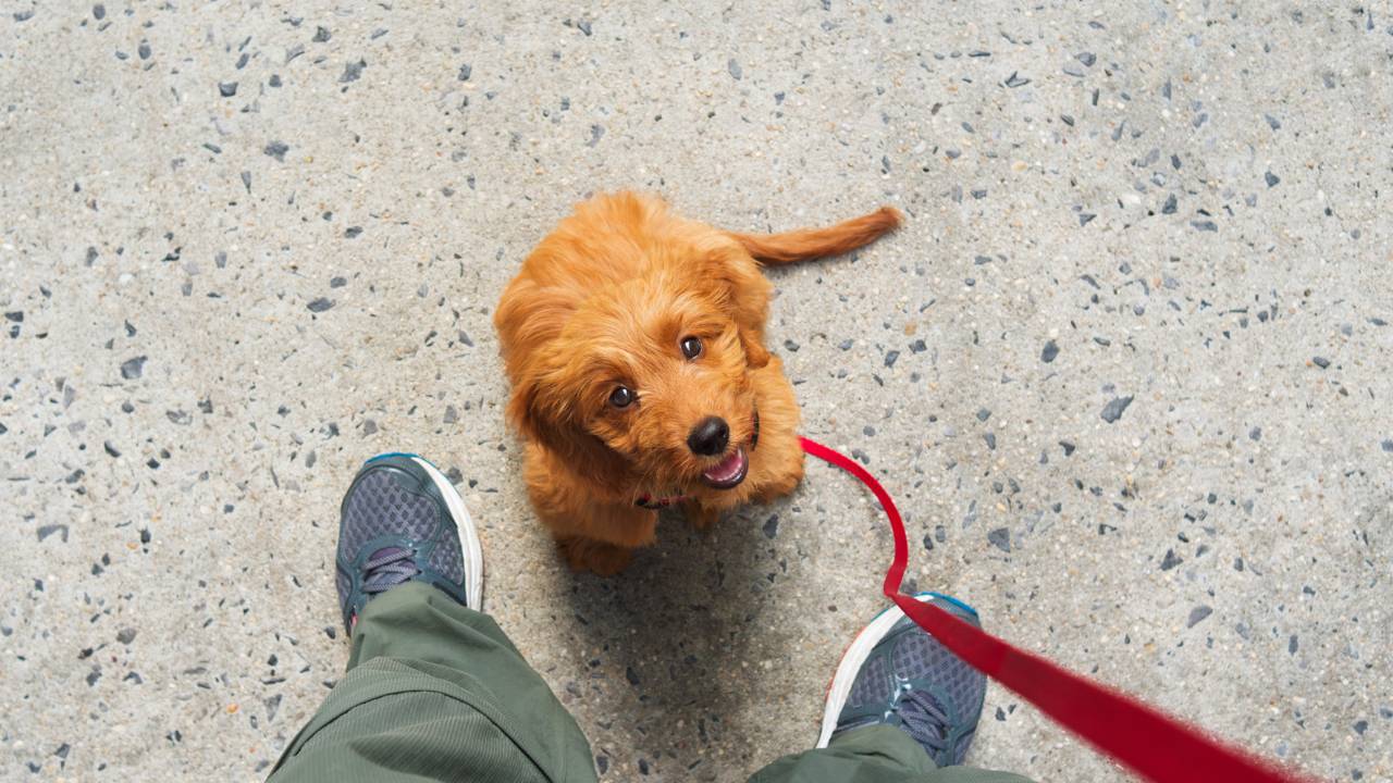 Relationship Advice from a Vet