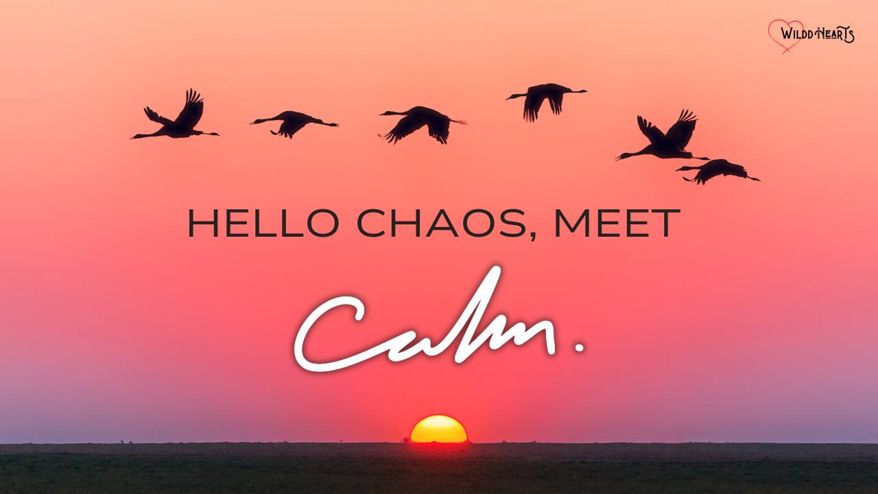 Hello Chaos, Meet Calm