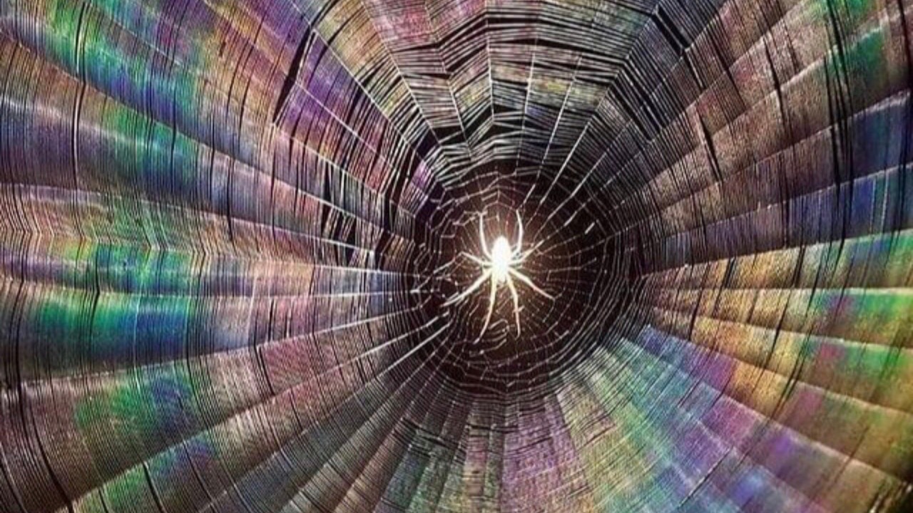 Spider Medicine - The Past-Life Portal Opens - Unlocking The Matrix