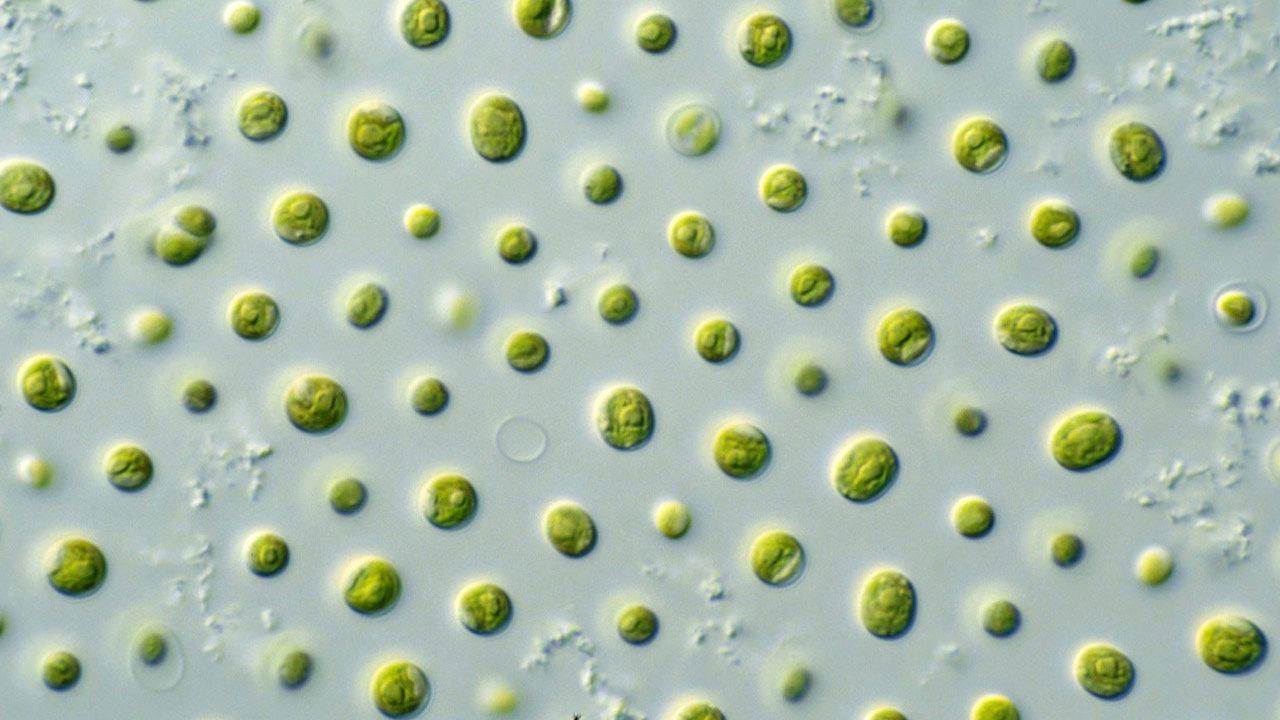 Commune Podcast: Eat Algae to Feel Better with Catharine Arnston
