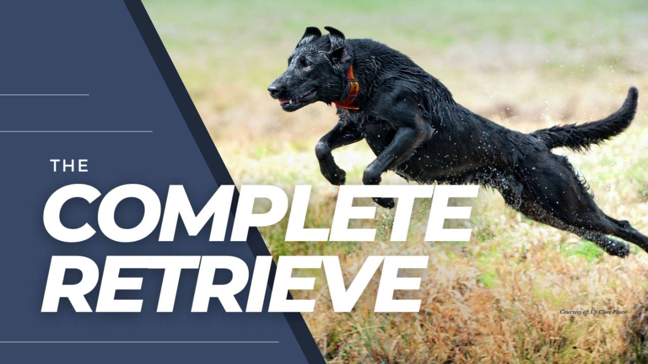 The Complete Retrieve - Golden Retriever Training Course | Pat Nolan