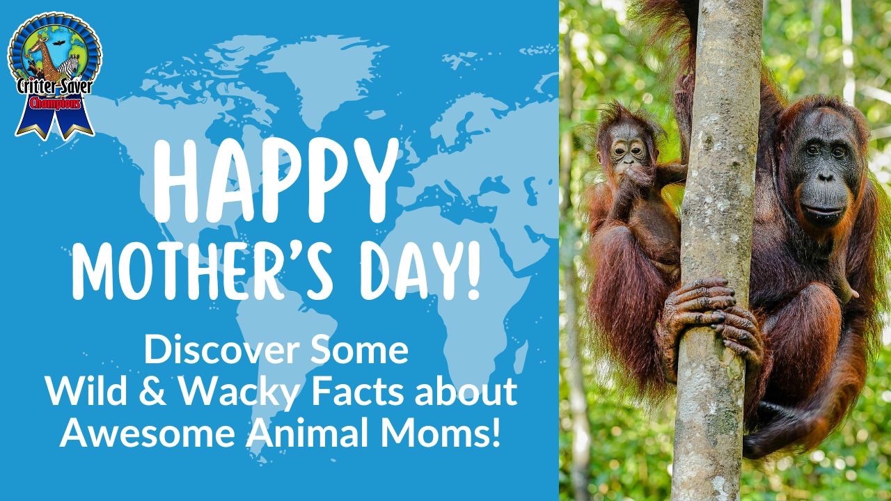 Mothers Day in the Animal World