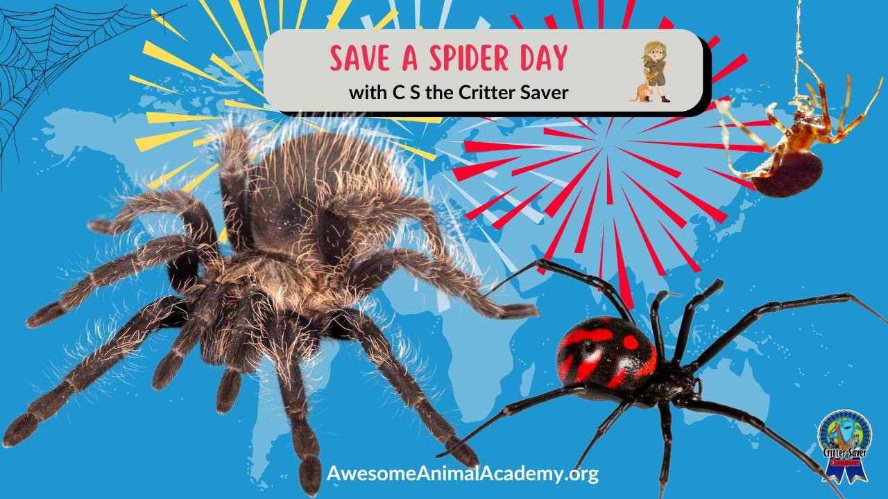 Save a Spider Day