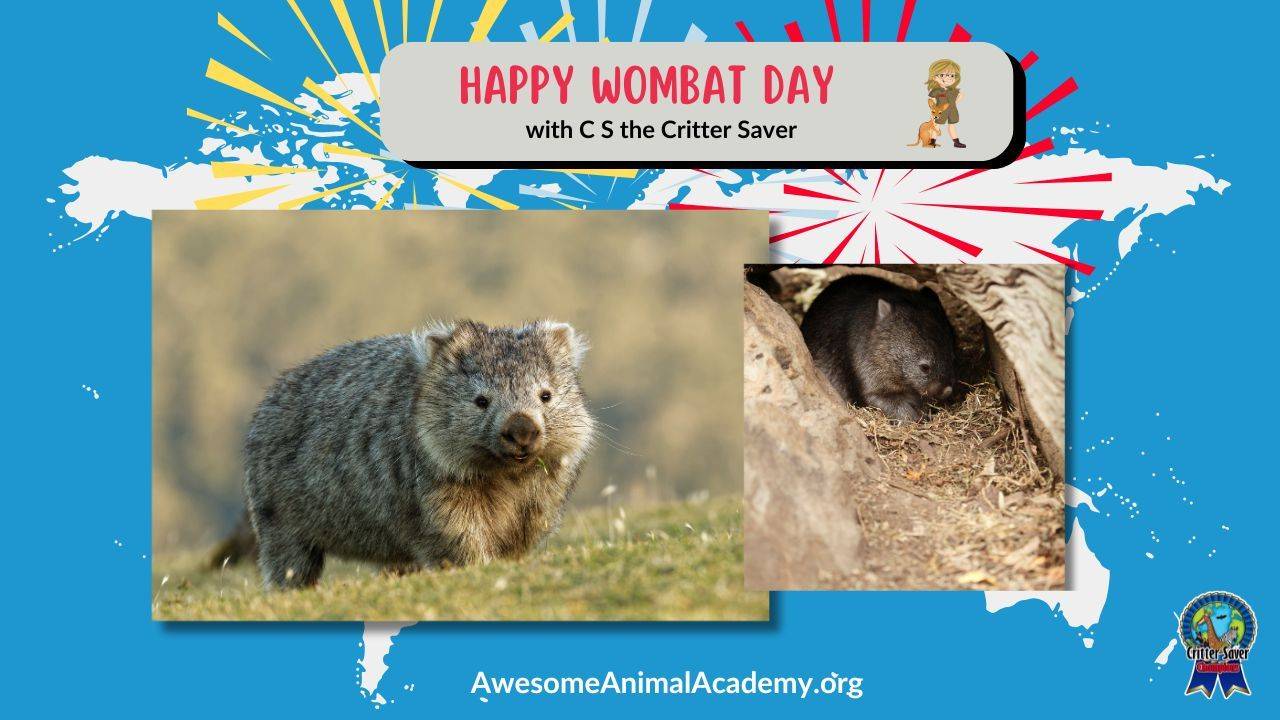 Celebrating Wombat Day!