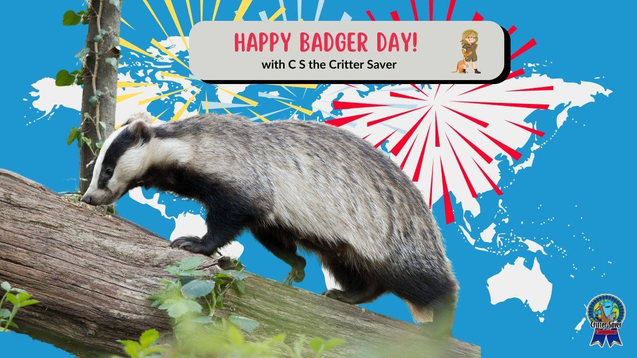 Celebrating National Badger Day!