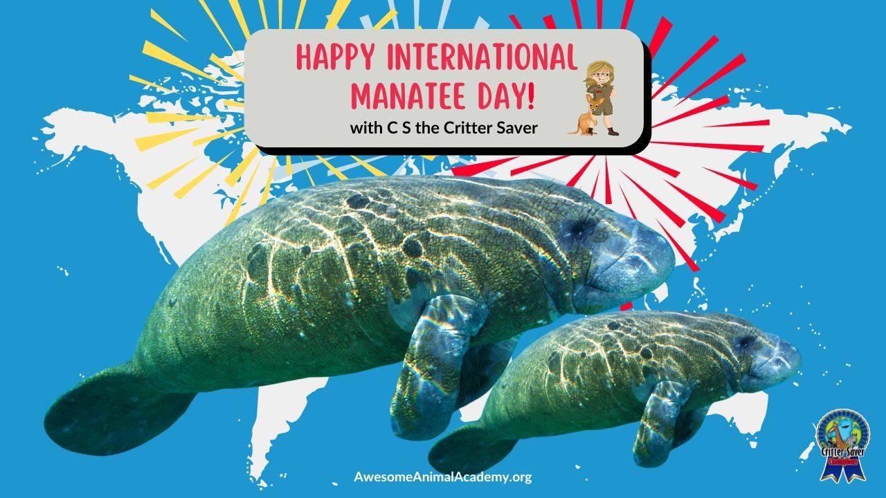 International Manatee Day!