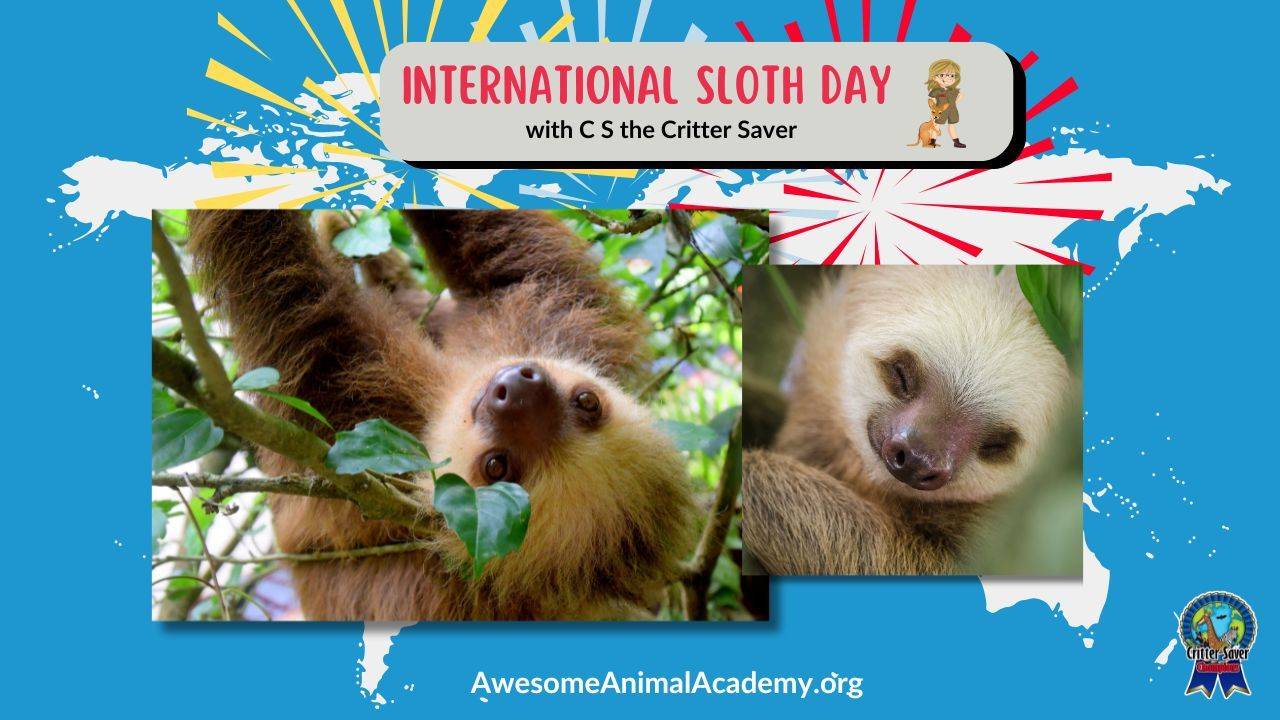 Happy International Sloth Day! 🦥