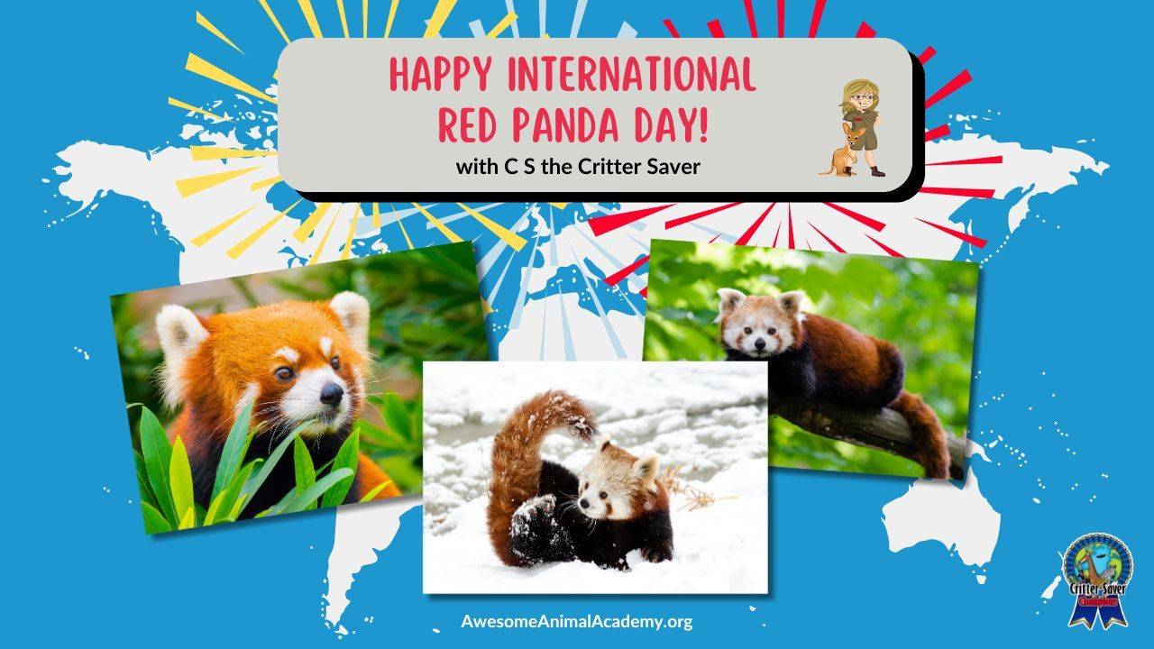 International Red Panda Day!