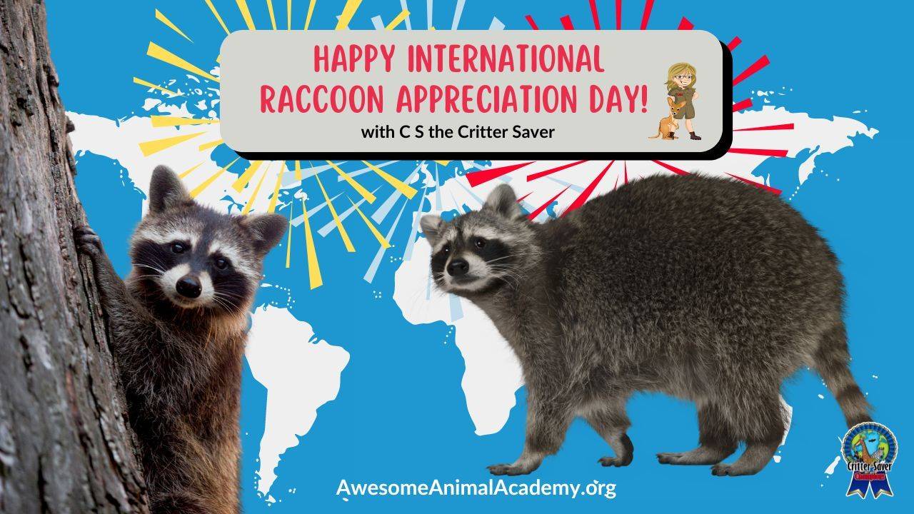 International Raccoon Appreciation Day!