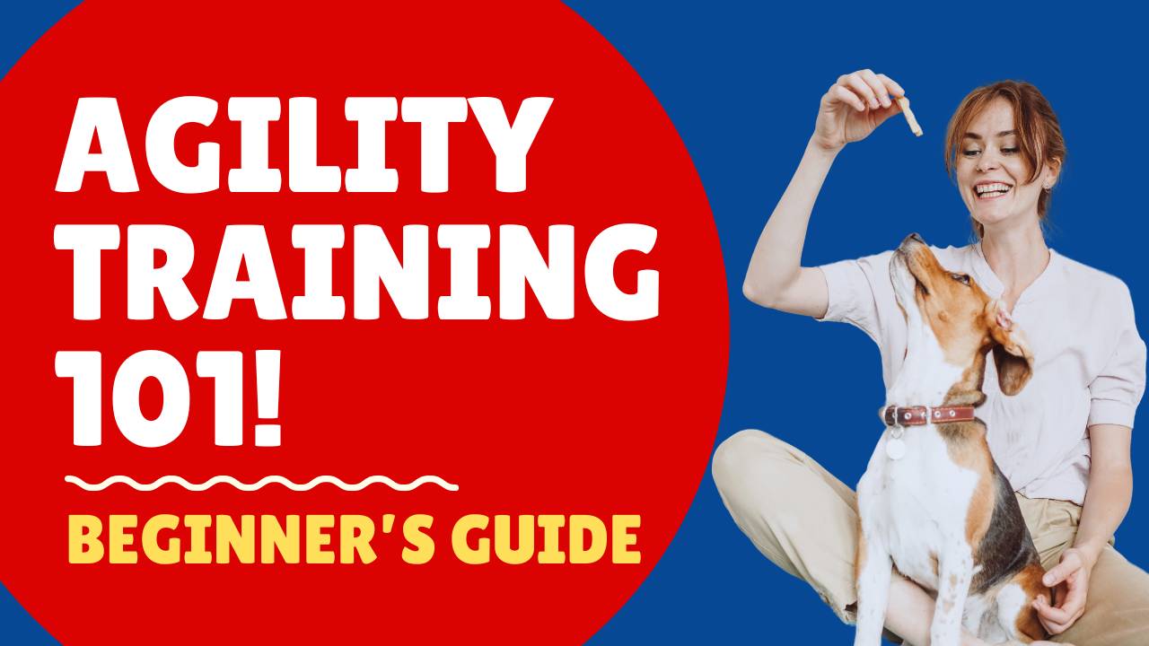 Beginner’s Guide to Dog Agility: Intro to Get Started in Dog Agility