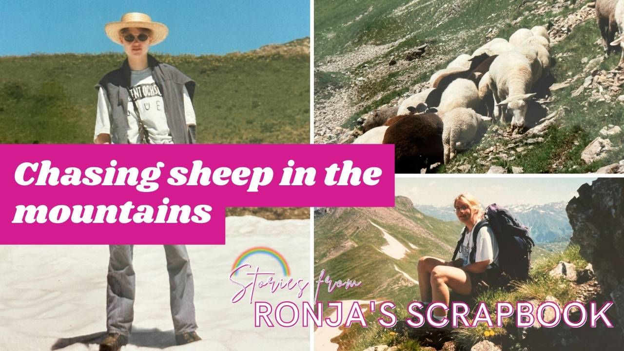 Chasing sheep in the mountains