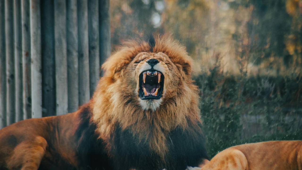 What the Cowardly Lion Teaches Us About Stepping Into Our Power