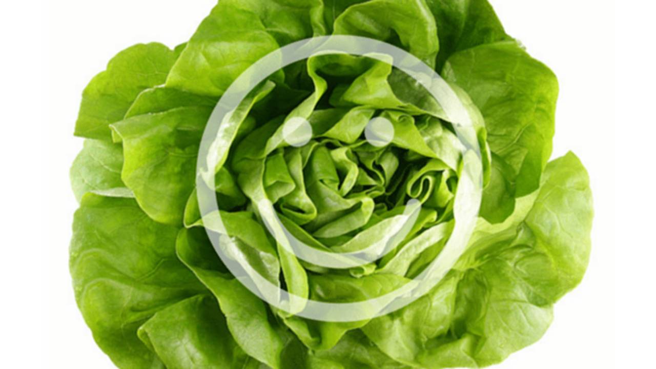 Your Guide to Lettuce & Why You Should Eat It & Clean It.