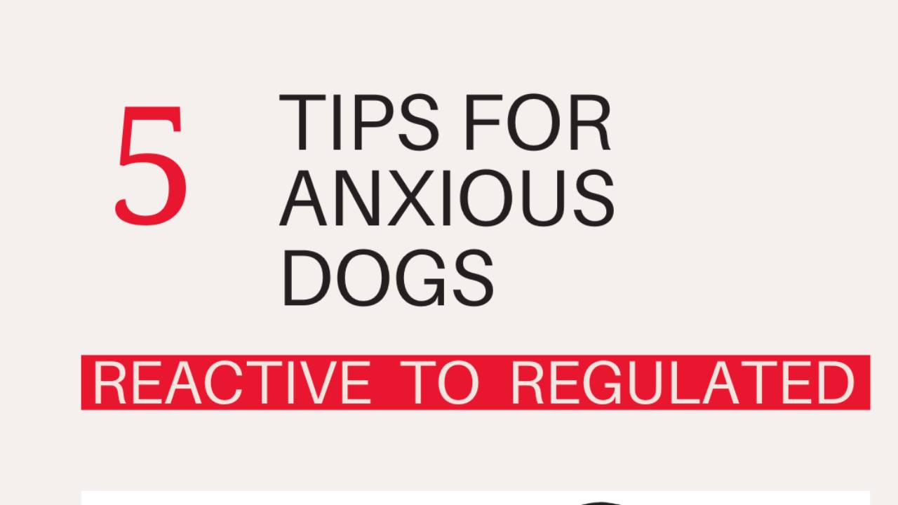 5 Tips for Anxious Dogs: Reactive to Regulated