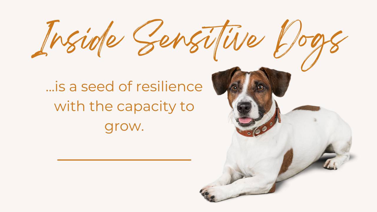 Inside Sensitive Dogs